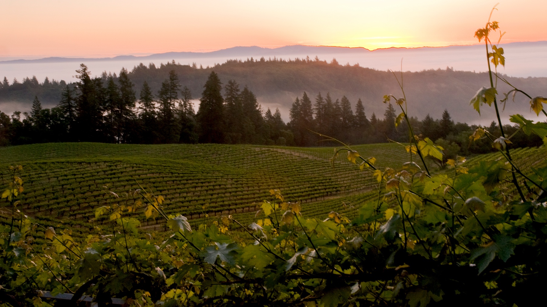 Fueled by Family Values and Sustainable Winemaking, Hess Collection Has ...