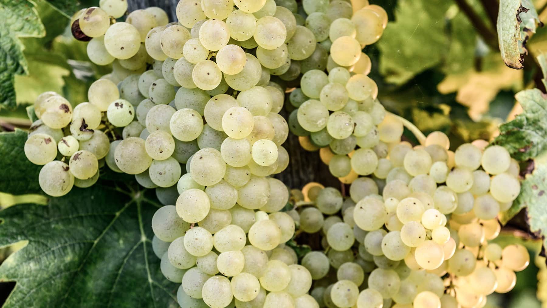 The House of Rémy Martin: 300 Years of Excellence | Breakthru Beyond